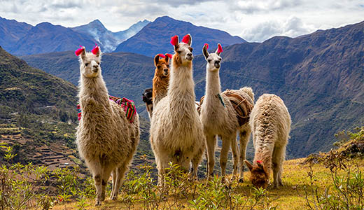 Flights to Peru | Air Transat